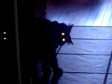 The Pet Cat | Scary Ghost Story | Scary For Kids